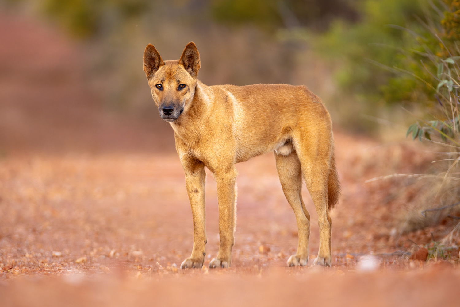 ESA2025 Movement Ecology Hackathon: A dingo case study – ESA2025 Movement Ecology Hackathon
